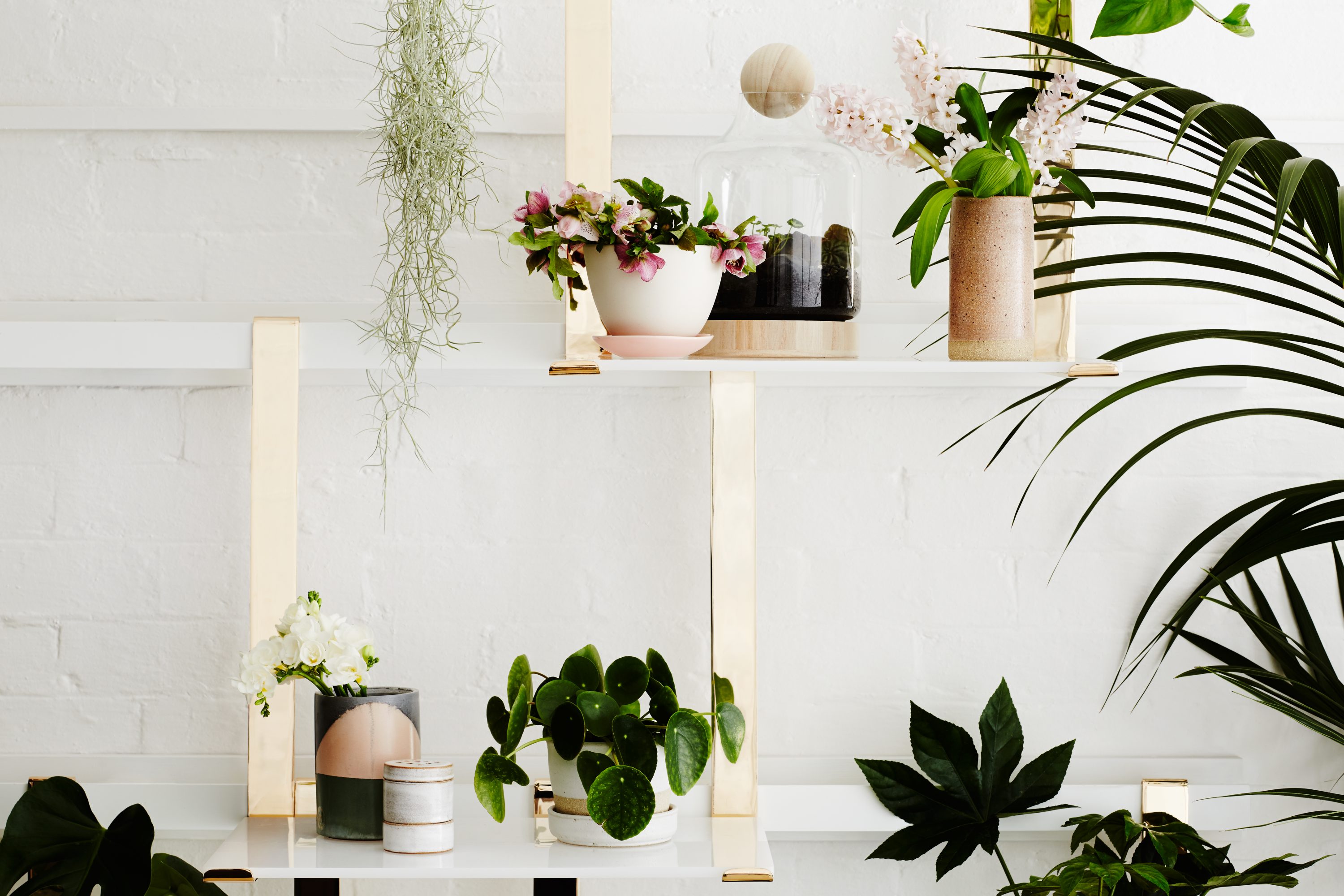IVY MUSE launches botanical concept store in Melbourne - The Interiors ...
