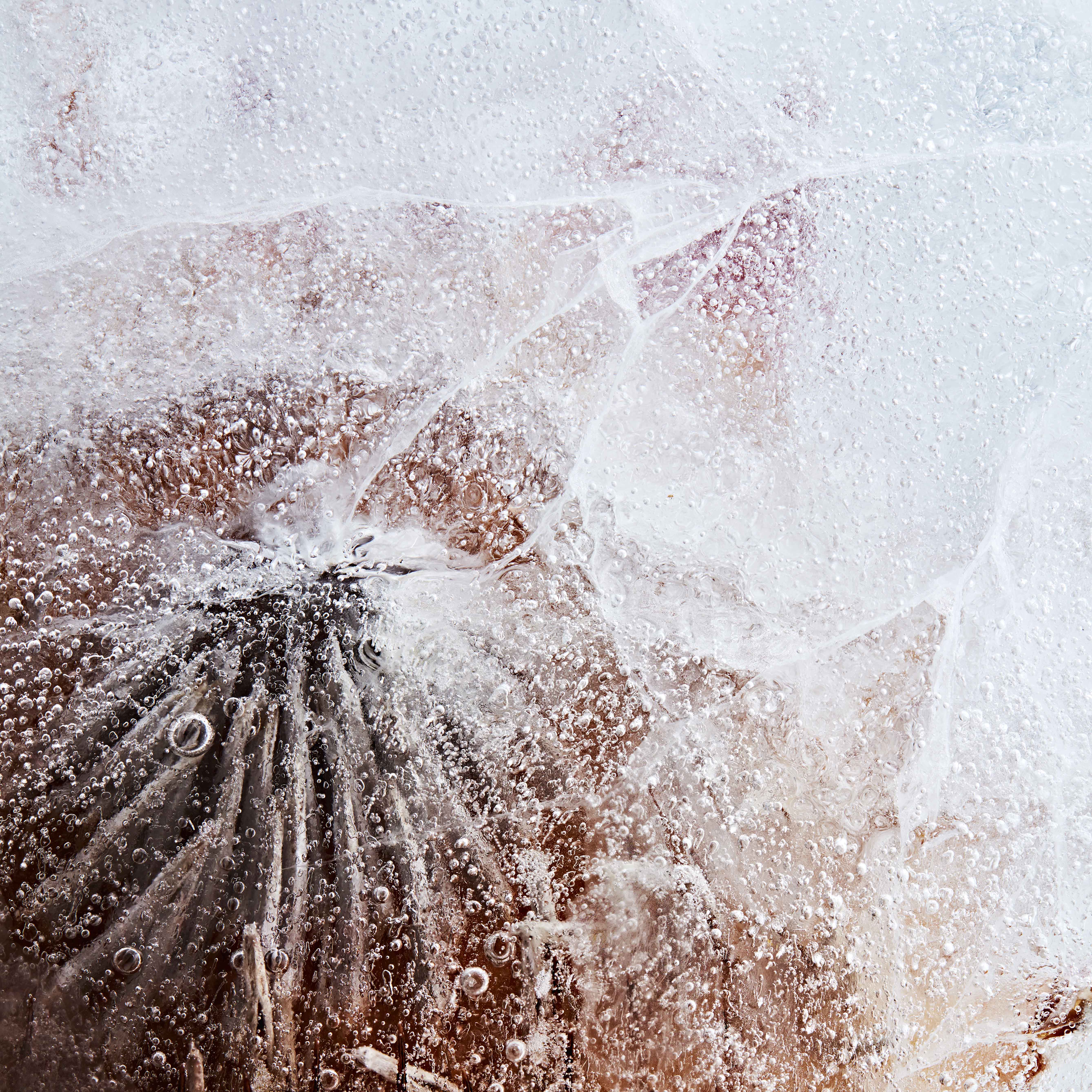 Flowers on ice photographed to make unique artworks - The Interiors Addict