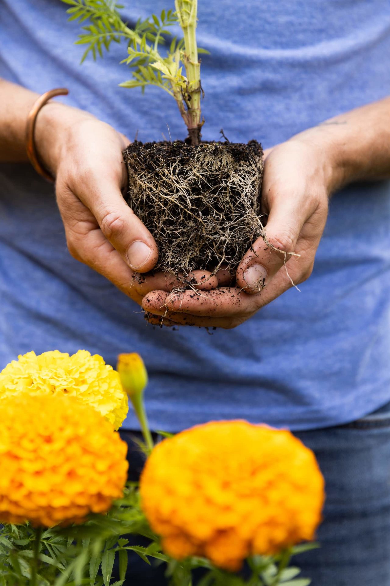 Charlie Albone's top gardening tips for inside and out - The Interiors ...