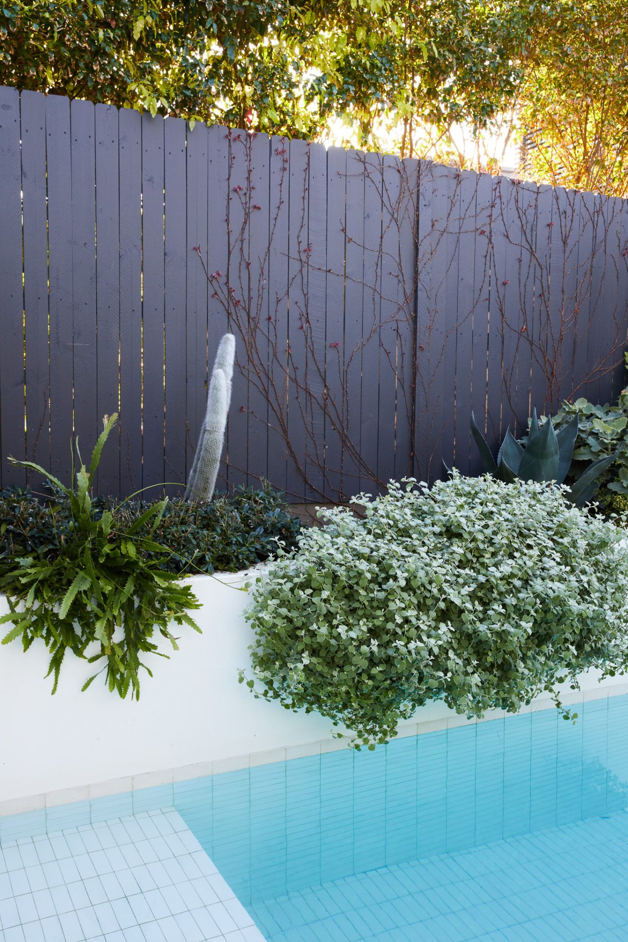 Charlie Albone transforms his own backyard with stunning results - The ...